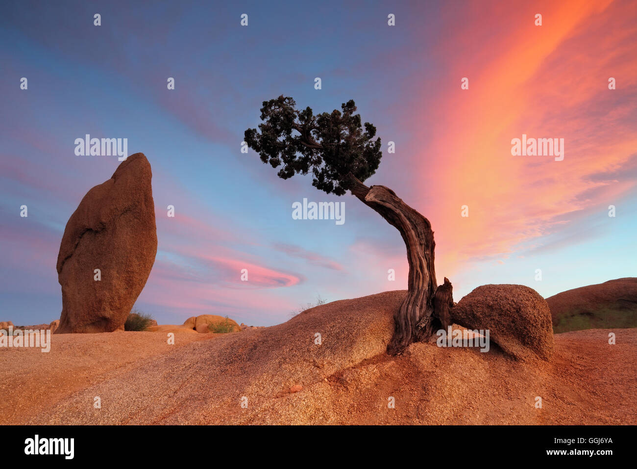 geography / travel, USA, California, Jehoshua Tree Nationalpark, pine ...