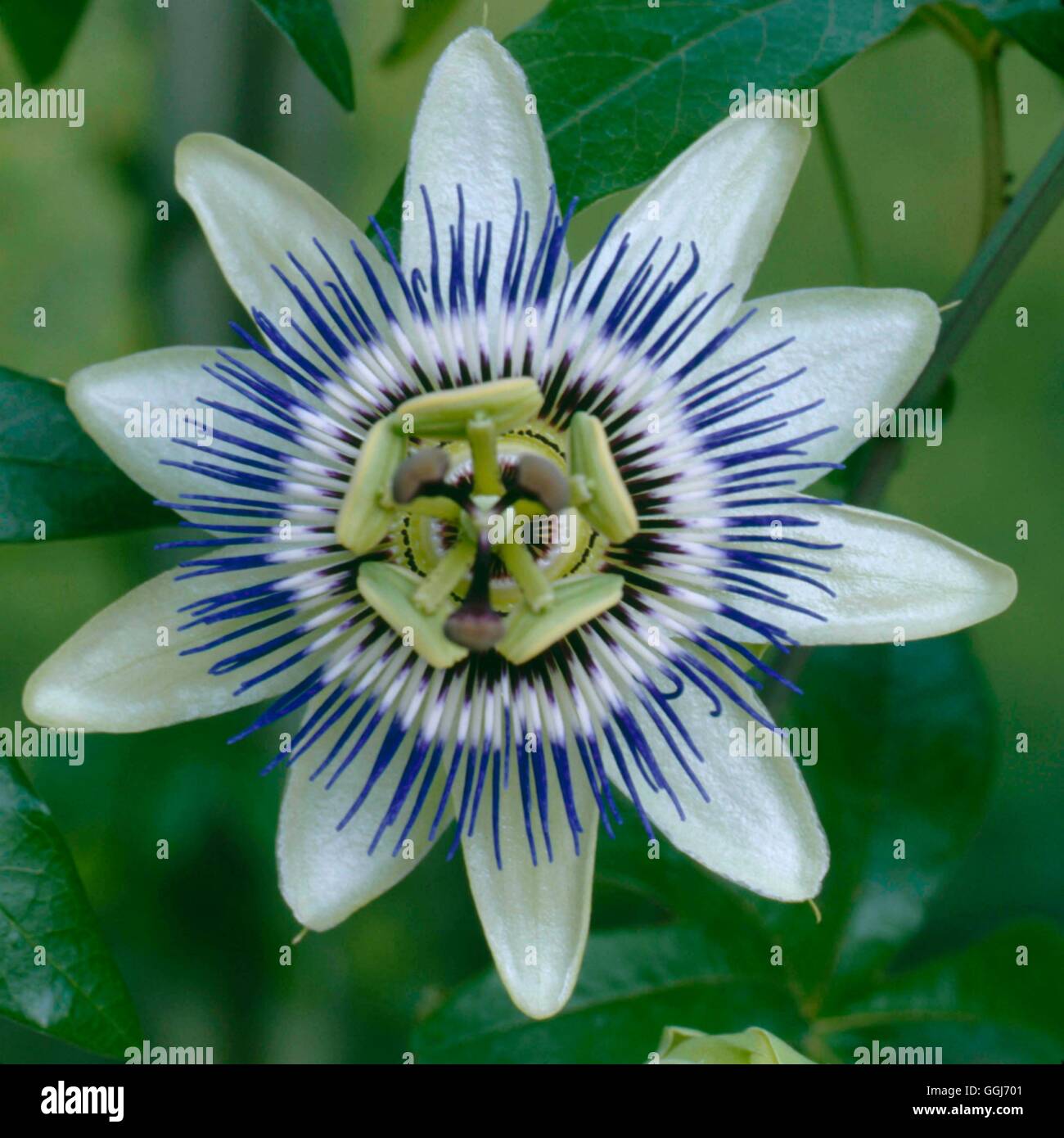 Passiflora blue hi-res stock photography and images - Alamy