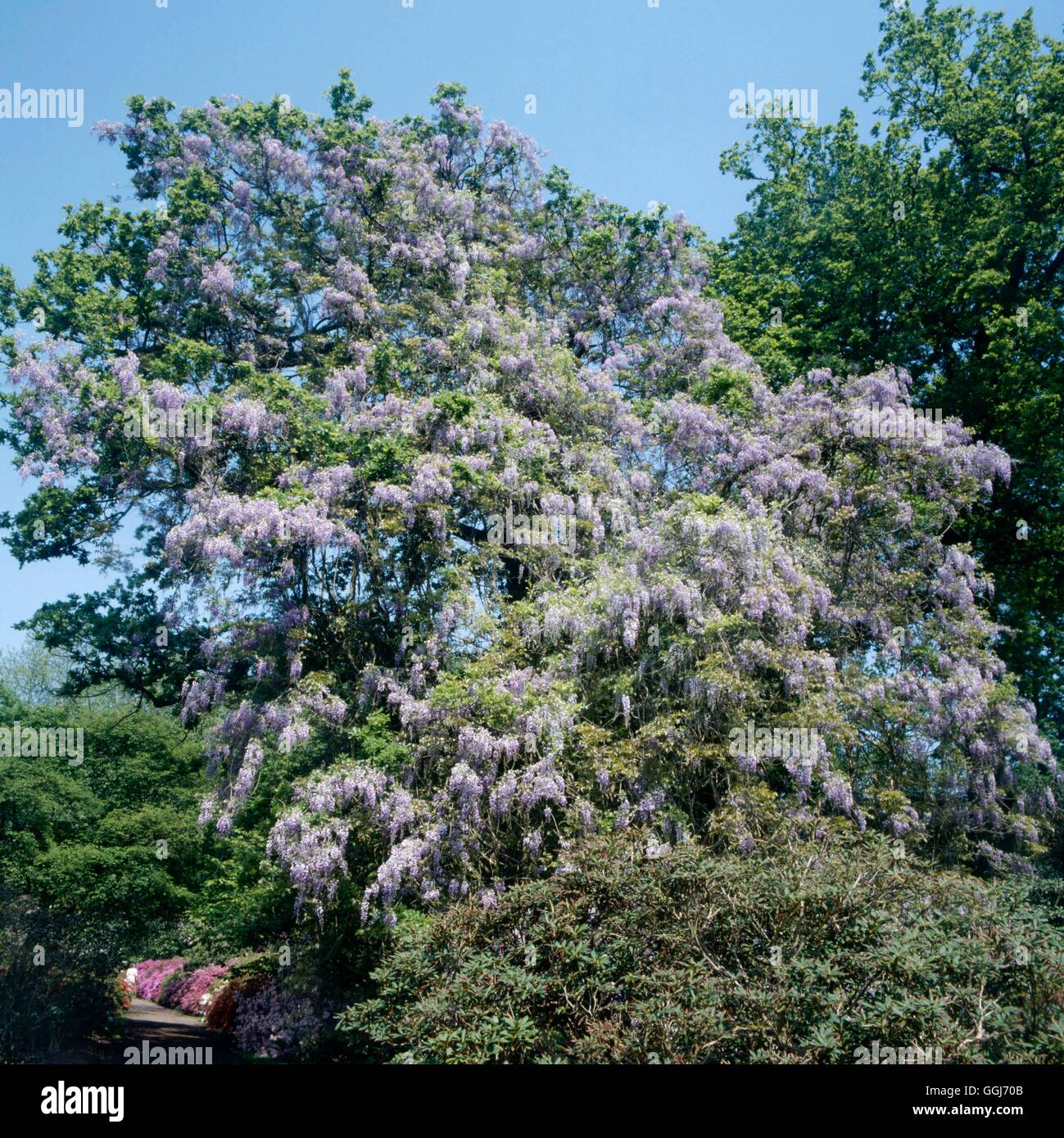 Wisteria floribunda multijuga hi-res stock photography and images - Alamy