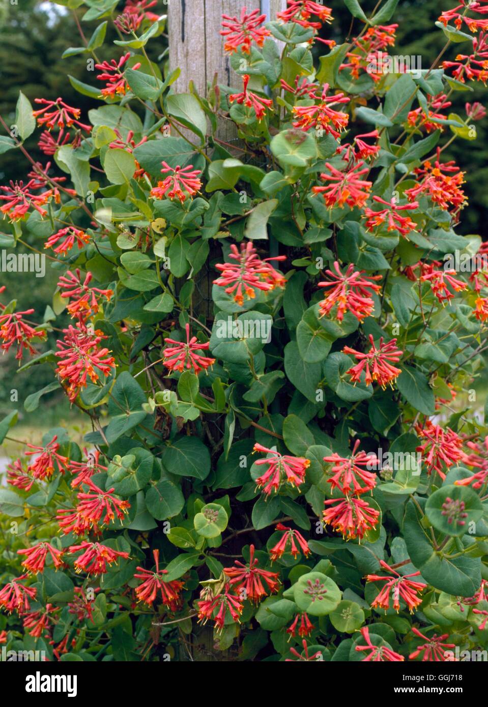 Lonicera x brownii - `Dropmore Scarlet' CLS082925 Stock Photo - Alamy