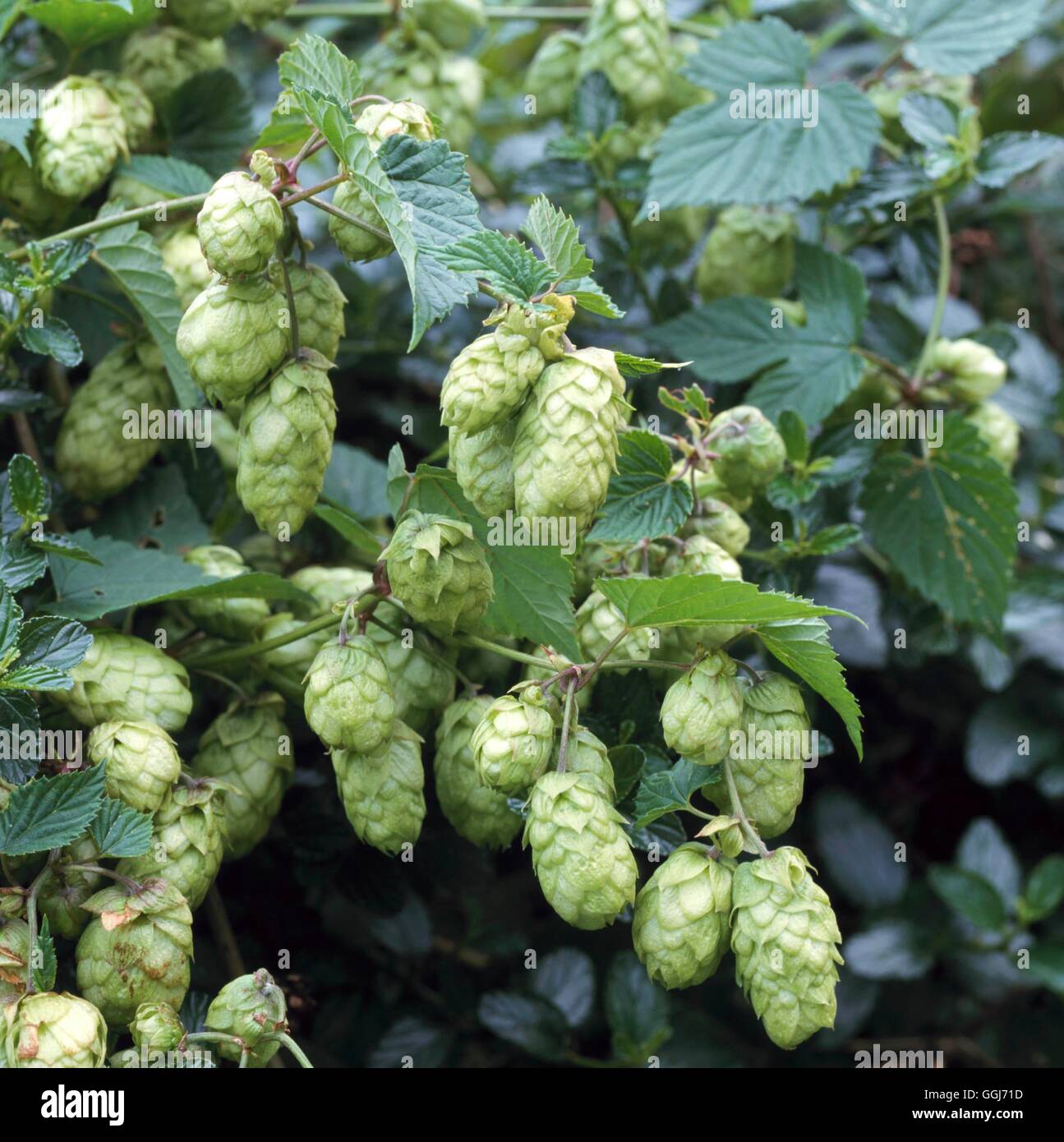 Humulus lupulus - Hops CLS084998 Stock Photo - Alamy