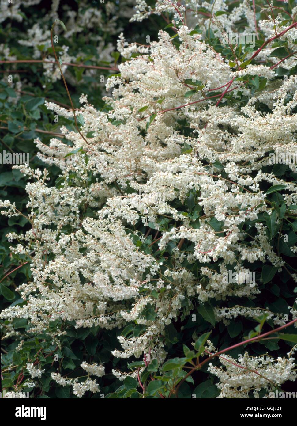 Fallopia baldschuanica CLS091252 Stock Photo - Alamy