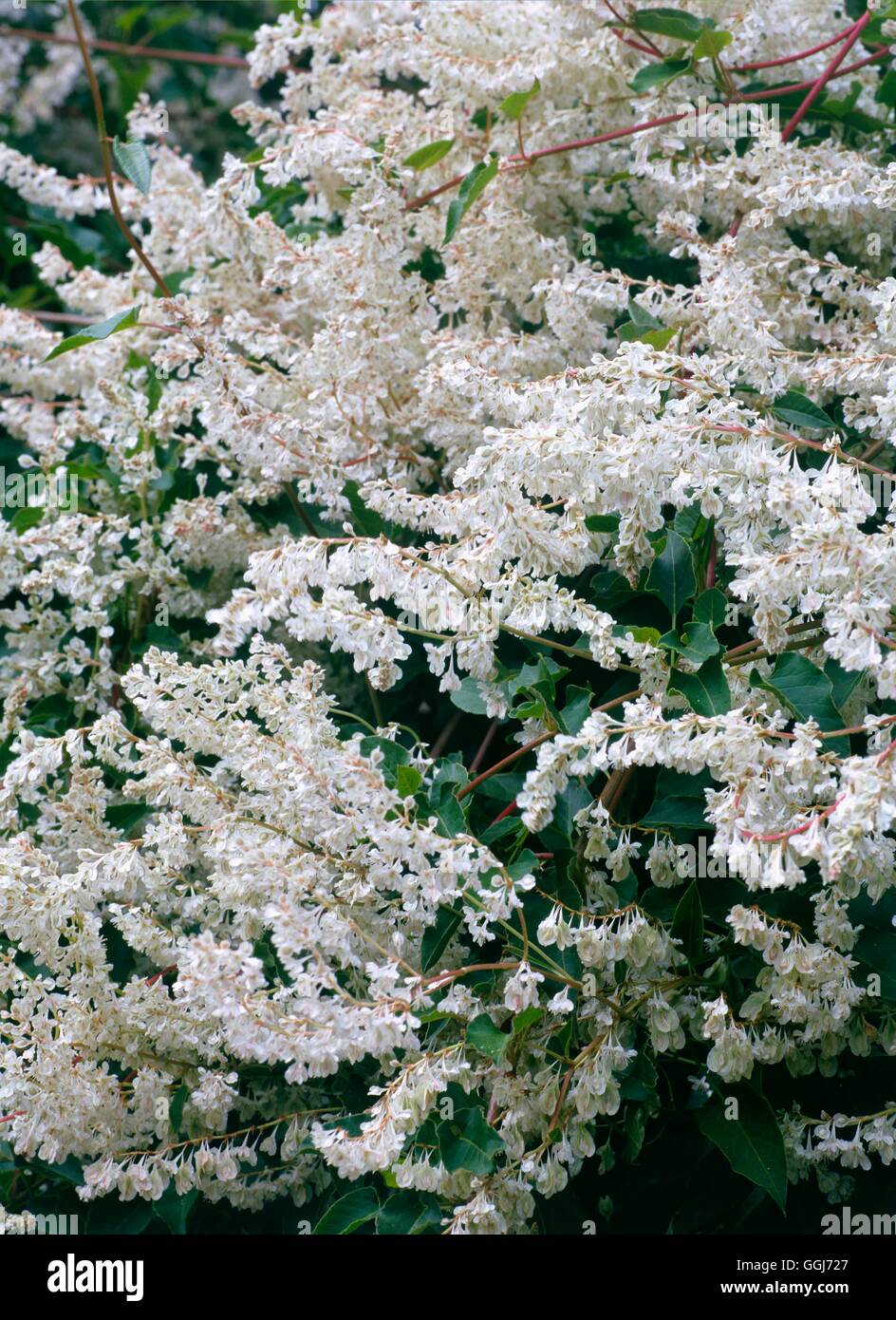 Fallopia baldschuanica hi-res stock photography and images - Alamy