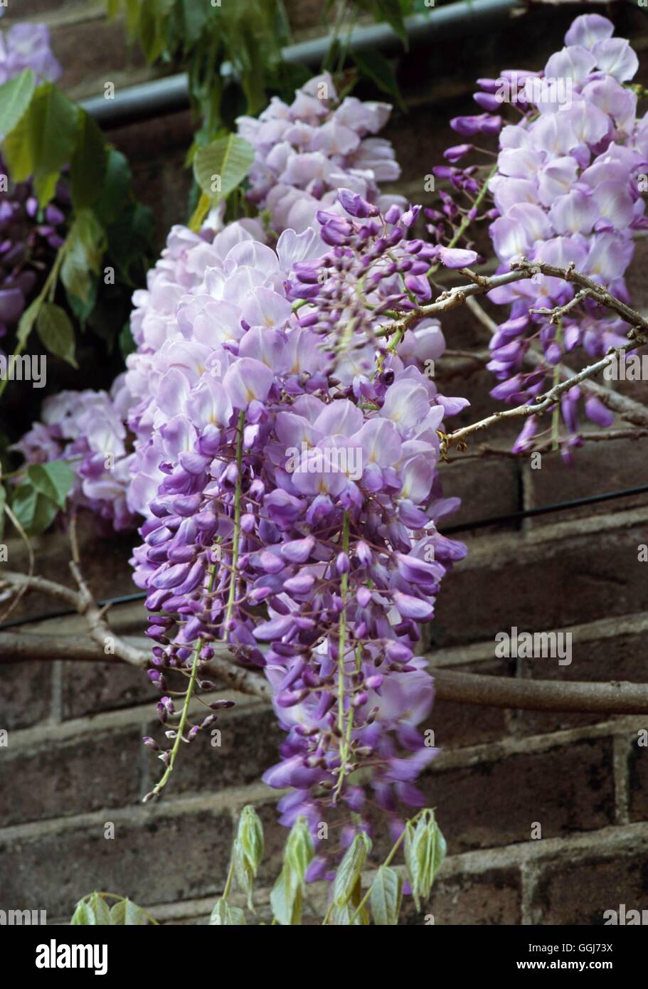 Prolific flowering climber hi-res stock photography and images - Alamy