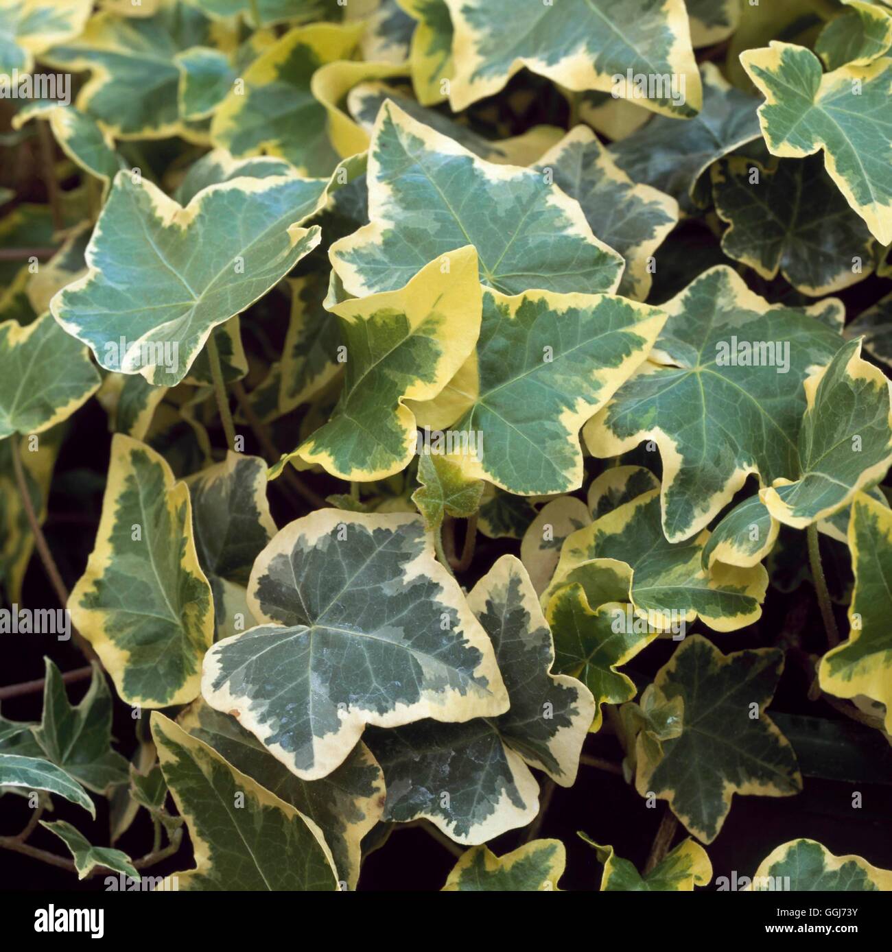 Hedera helix - `Golden Girl' CLS107587 Stock Photo - Alamy