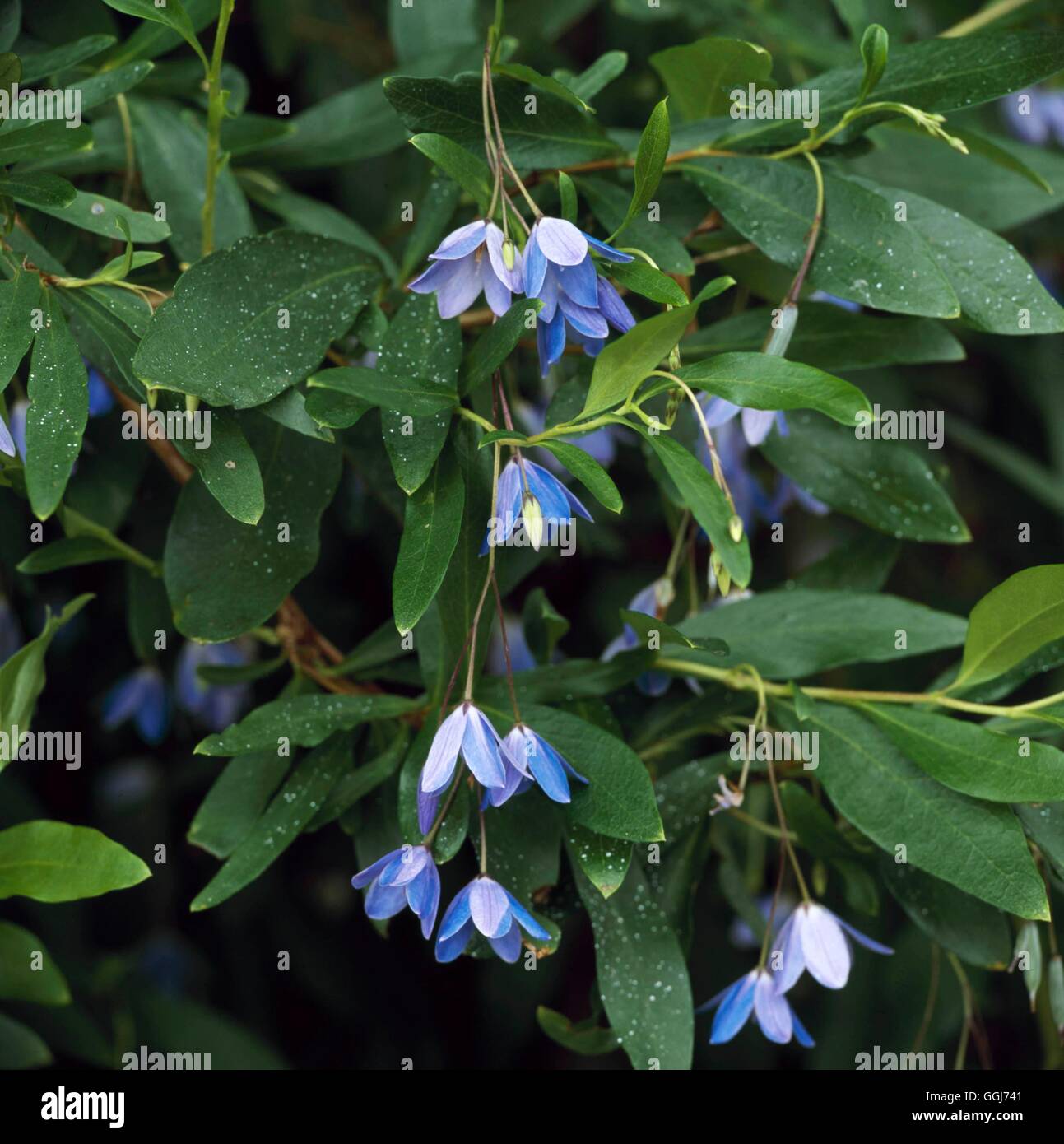 Sollya heterophylla hi-res stock photography and images - Alamy