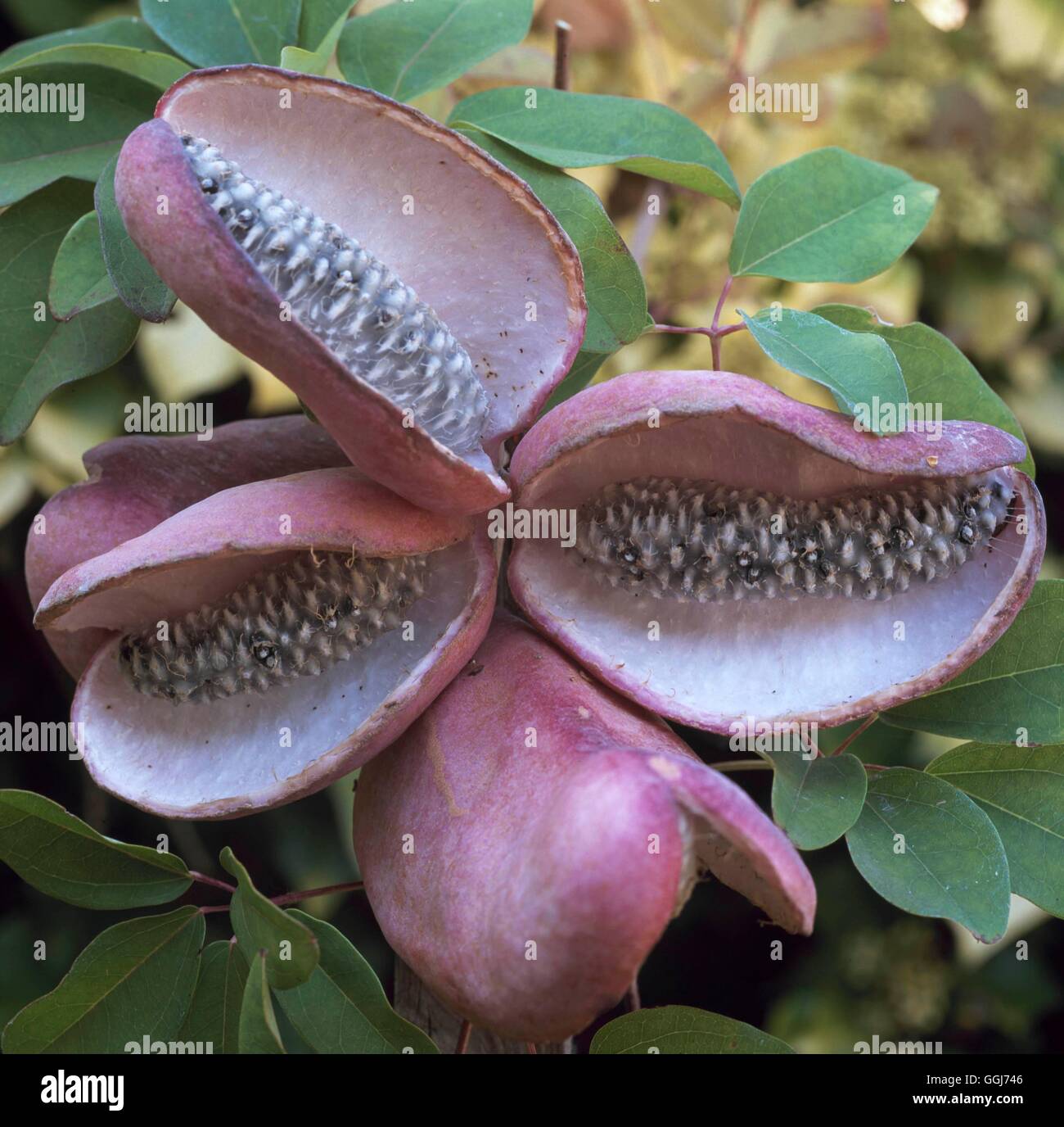 Akebia quinata - showing fruits CLS109604 Stock Photo - Alamy