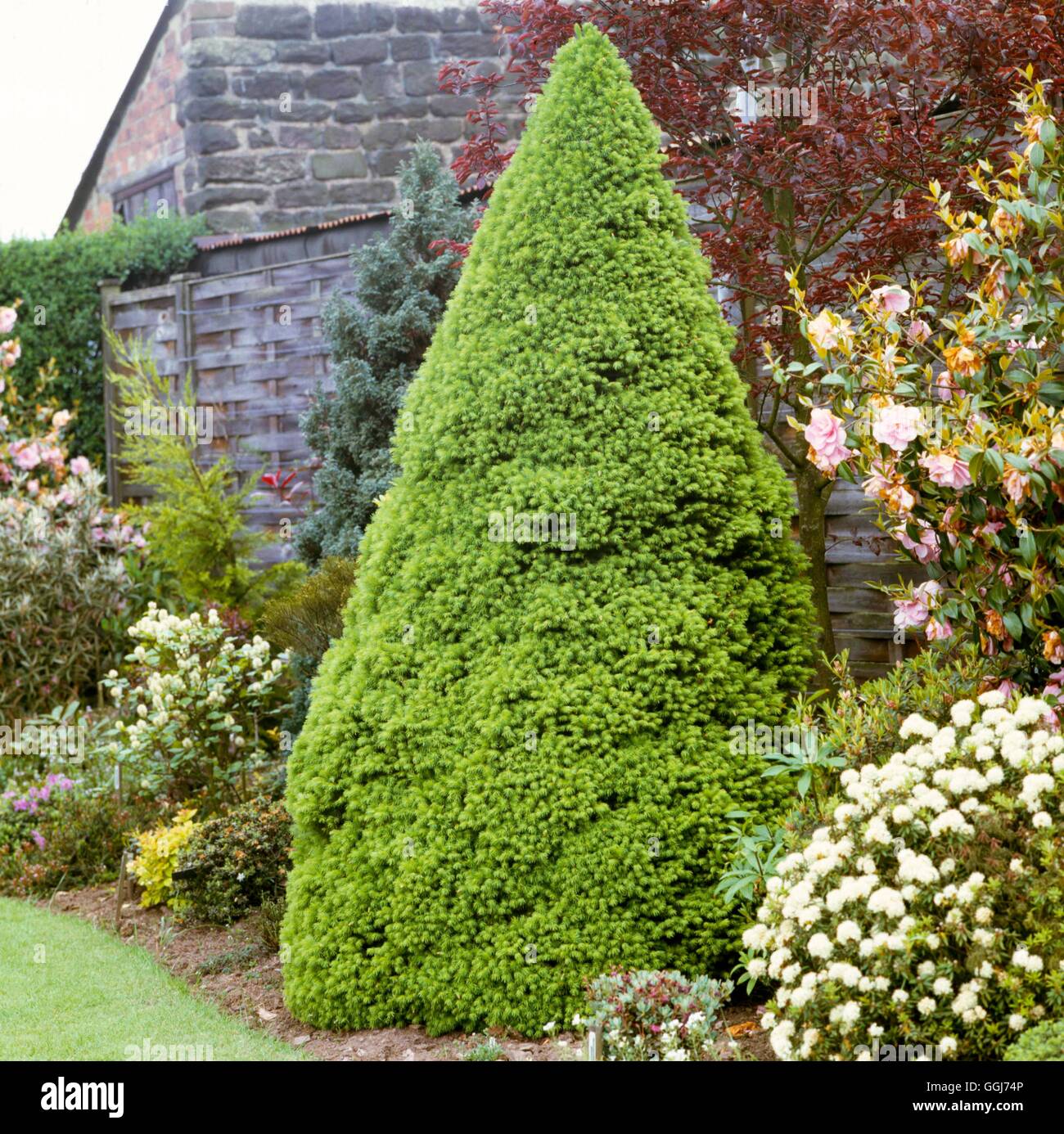 Picea Glauca Montrose Spire