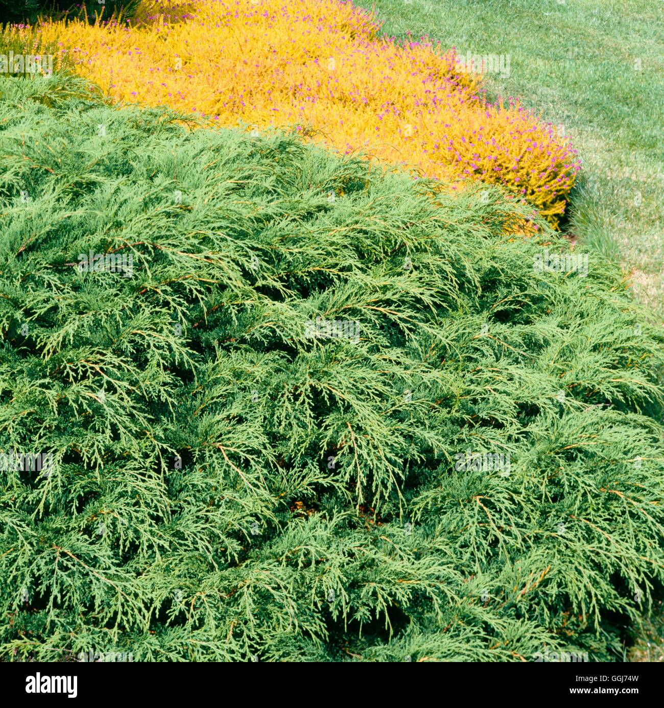 Microbiota decussata AGM CON013578 Stock Photo - Alamy