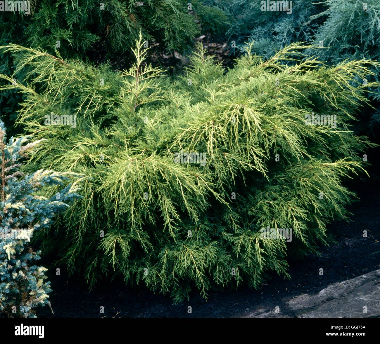 Juniperus x pfitzeriana - `Gold Coast' CON016046 Stock Photo - Alamy