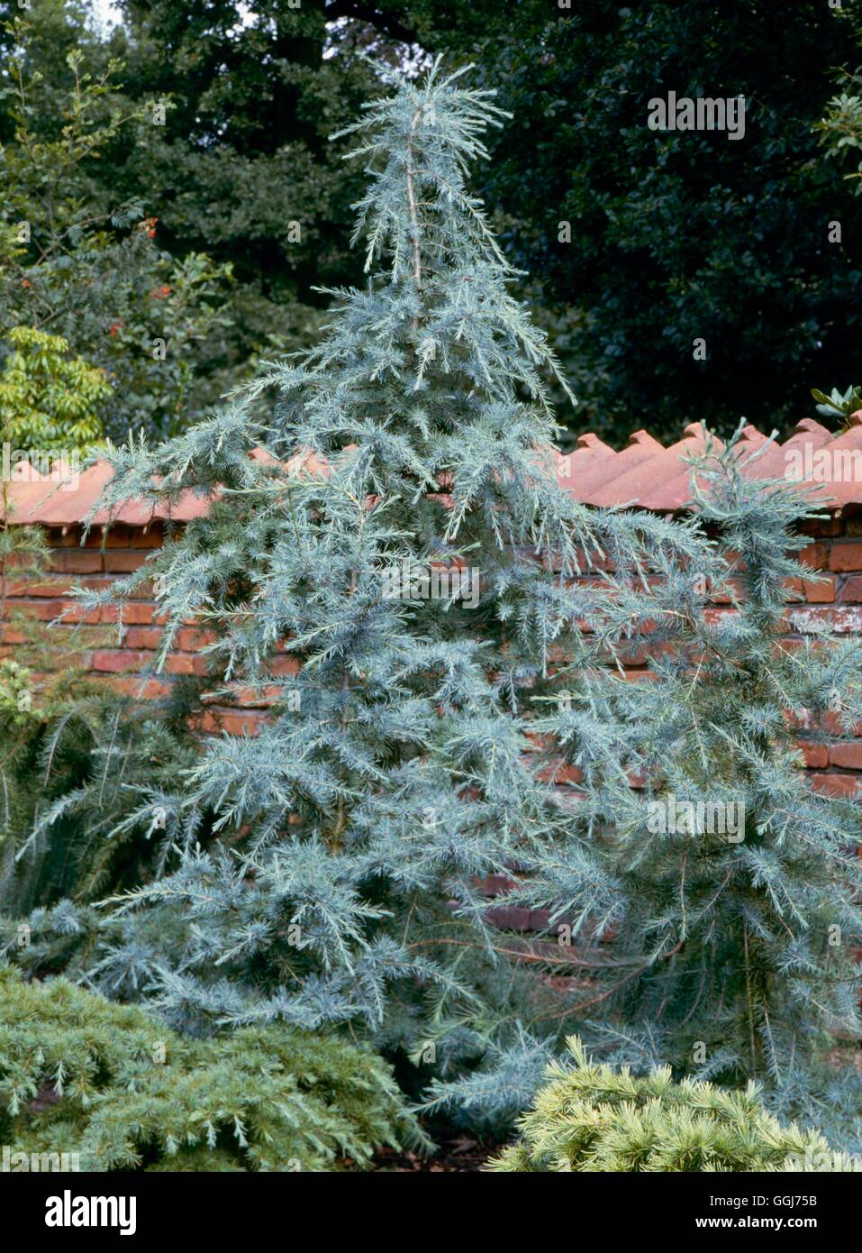 Cedrus deodara karl fuchs hi-res stock photography and images - Alamy