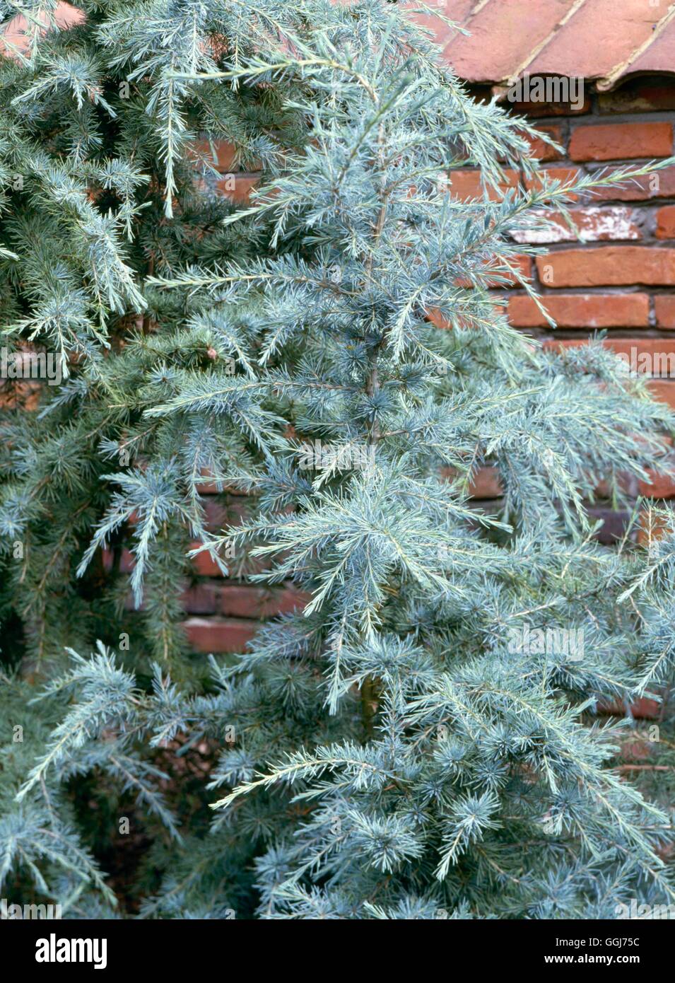 Cedrus deodara - `Karl Fuchs' CON016061 Stock Photo - Alamy