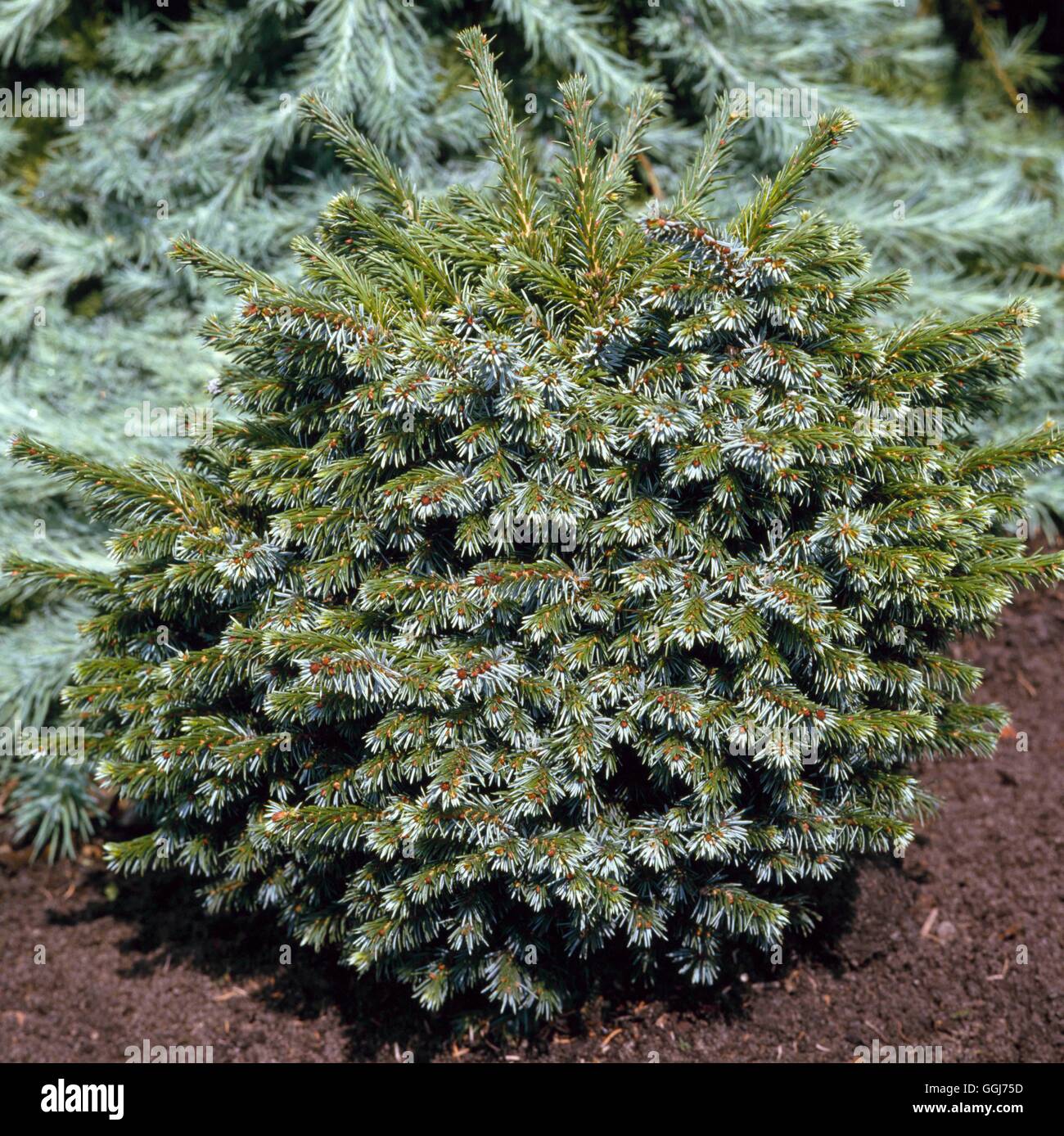 Picea omorika pimoko hi-res stock photography and images - Alamy