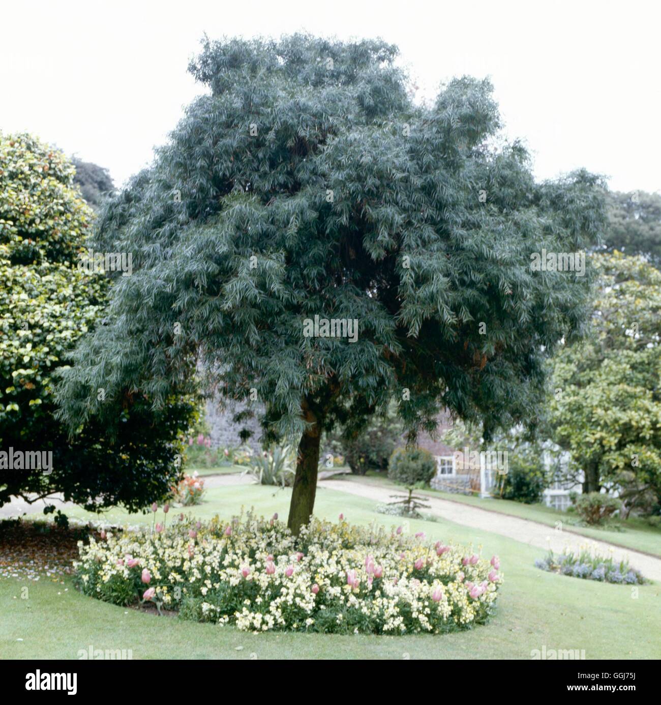 Podocarpus totara hi-res stock photography and images - Alamy