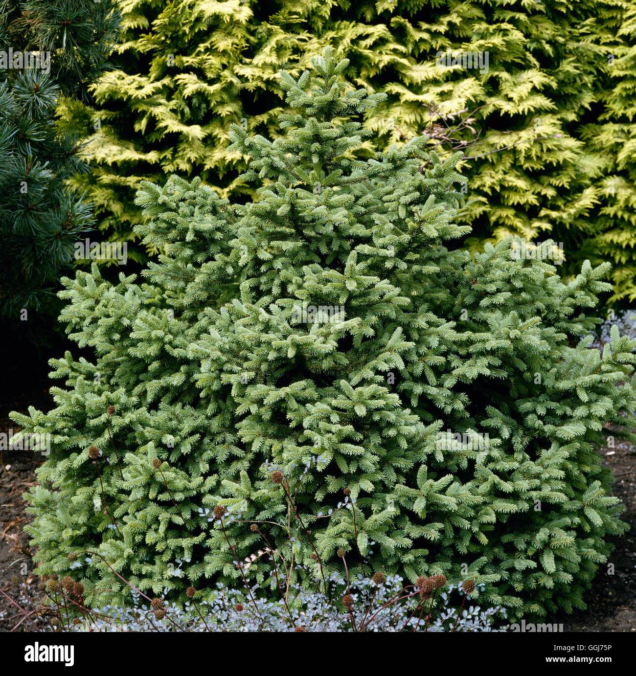 Picea hi-res stock photography and images - Alamy