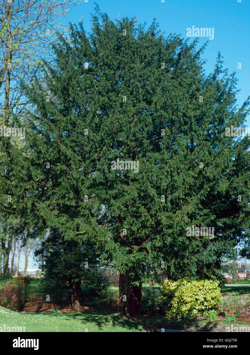 Baccata evergreen specimen yew taxus conifer mature con017507 con017507 ...