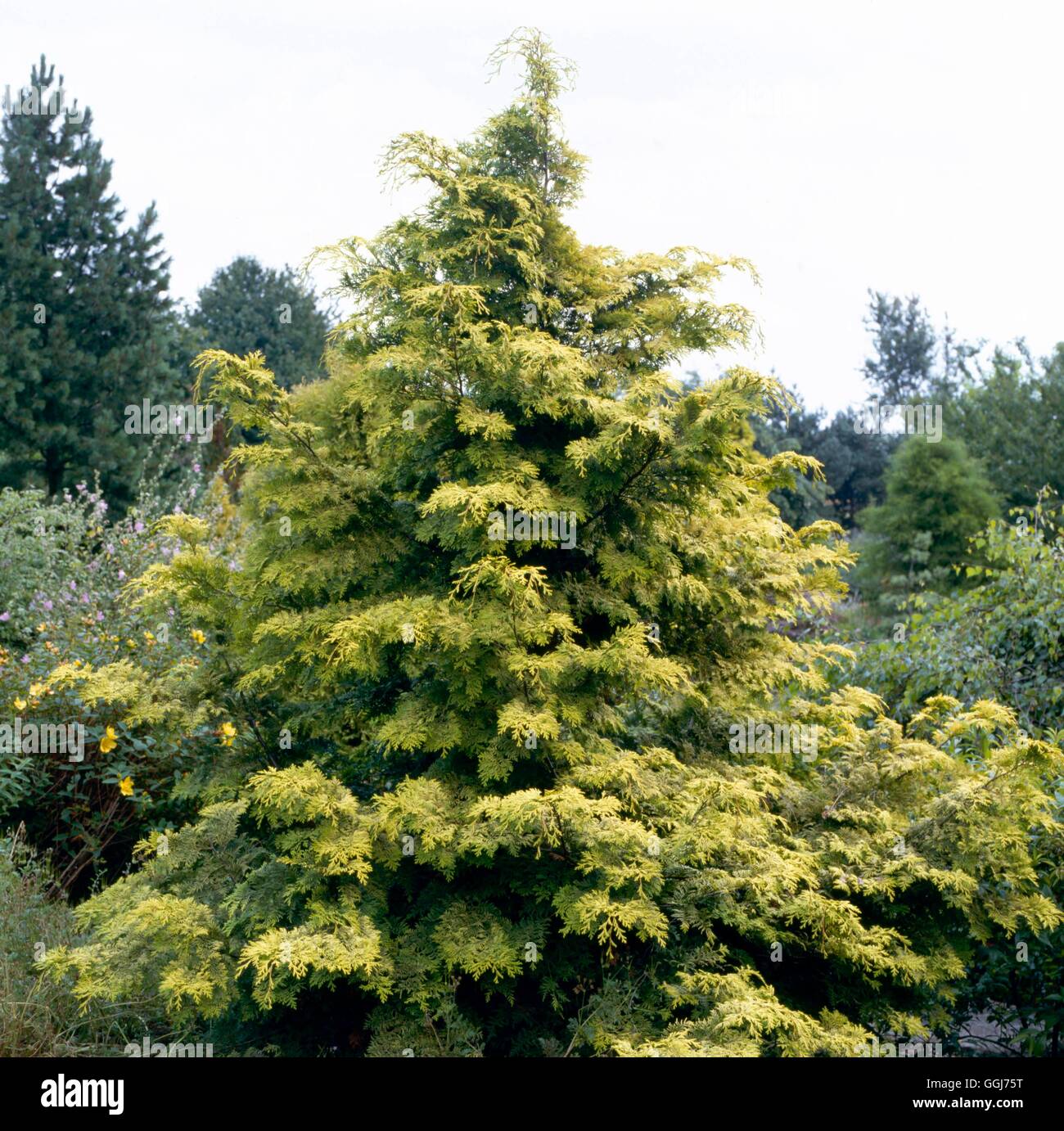 Chamaecyparis Obtusa Crippsii