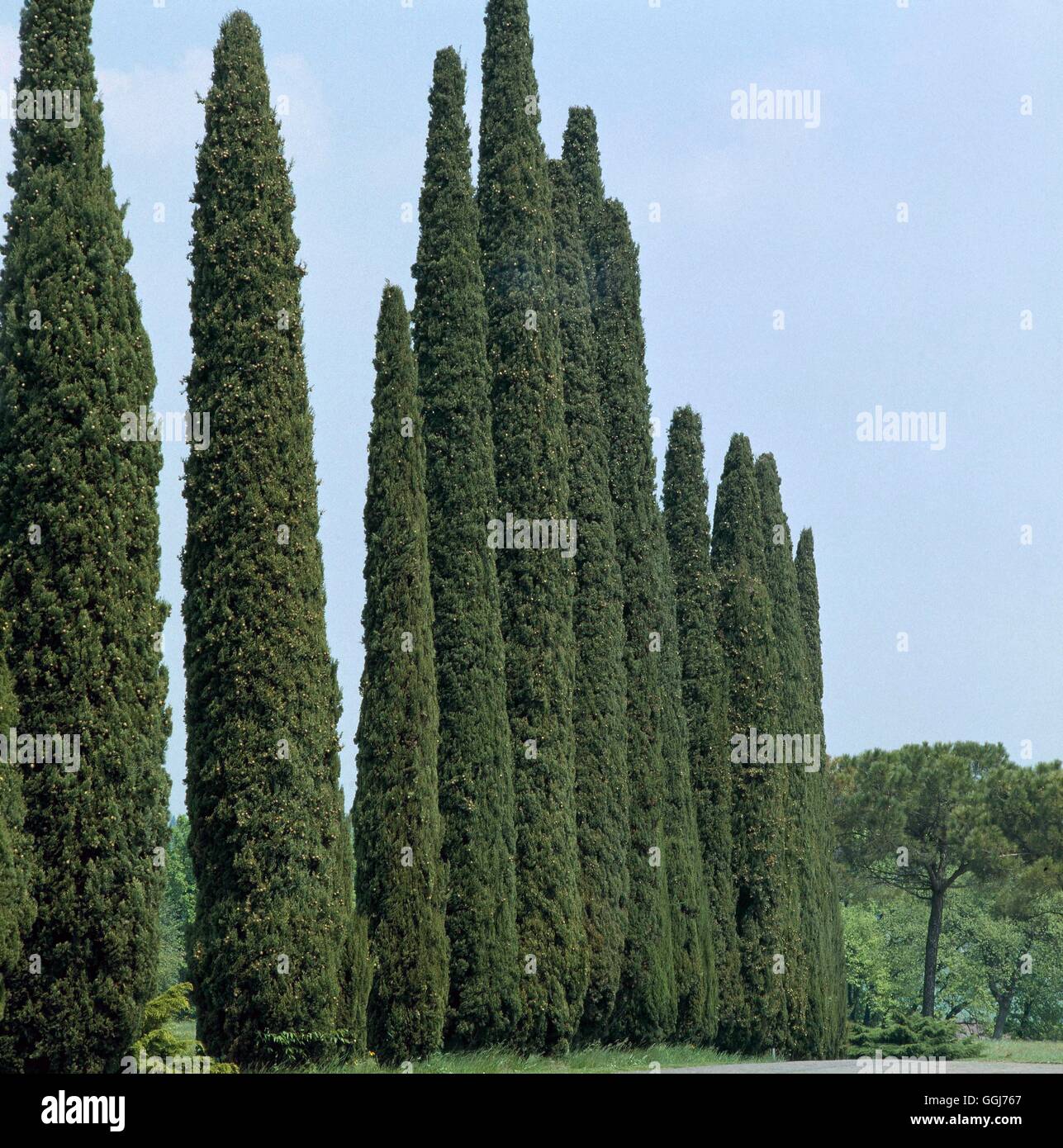 Cupressus sempervirens - Italian/Mediterranean Cypress CON023282 ...