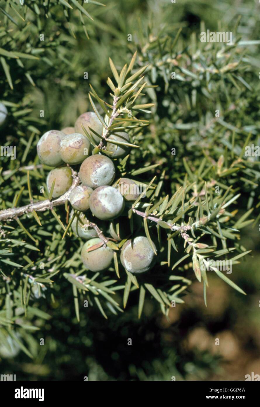 Juniperus communis - Common Juniper CON025823 Stock Photo - Alamy