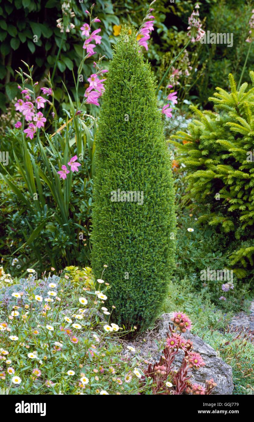 Juniperus communis compressa hi-res stock photography and images - Alamy