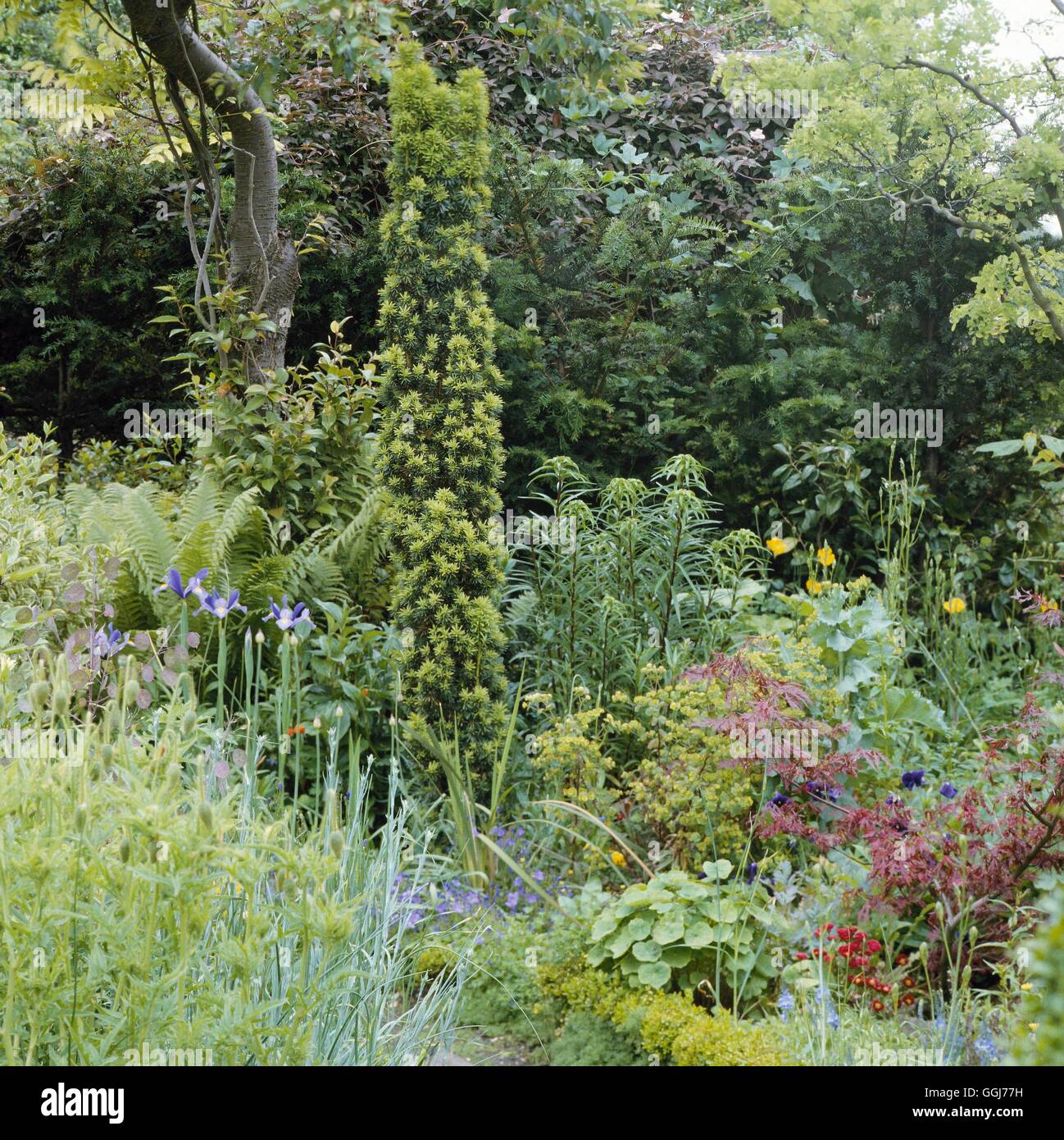 Taxus baccata - `Fastigiata' AGM CON036530 Stock Photo - Alamy