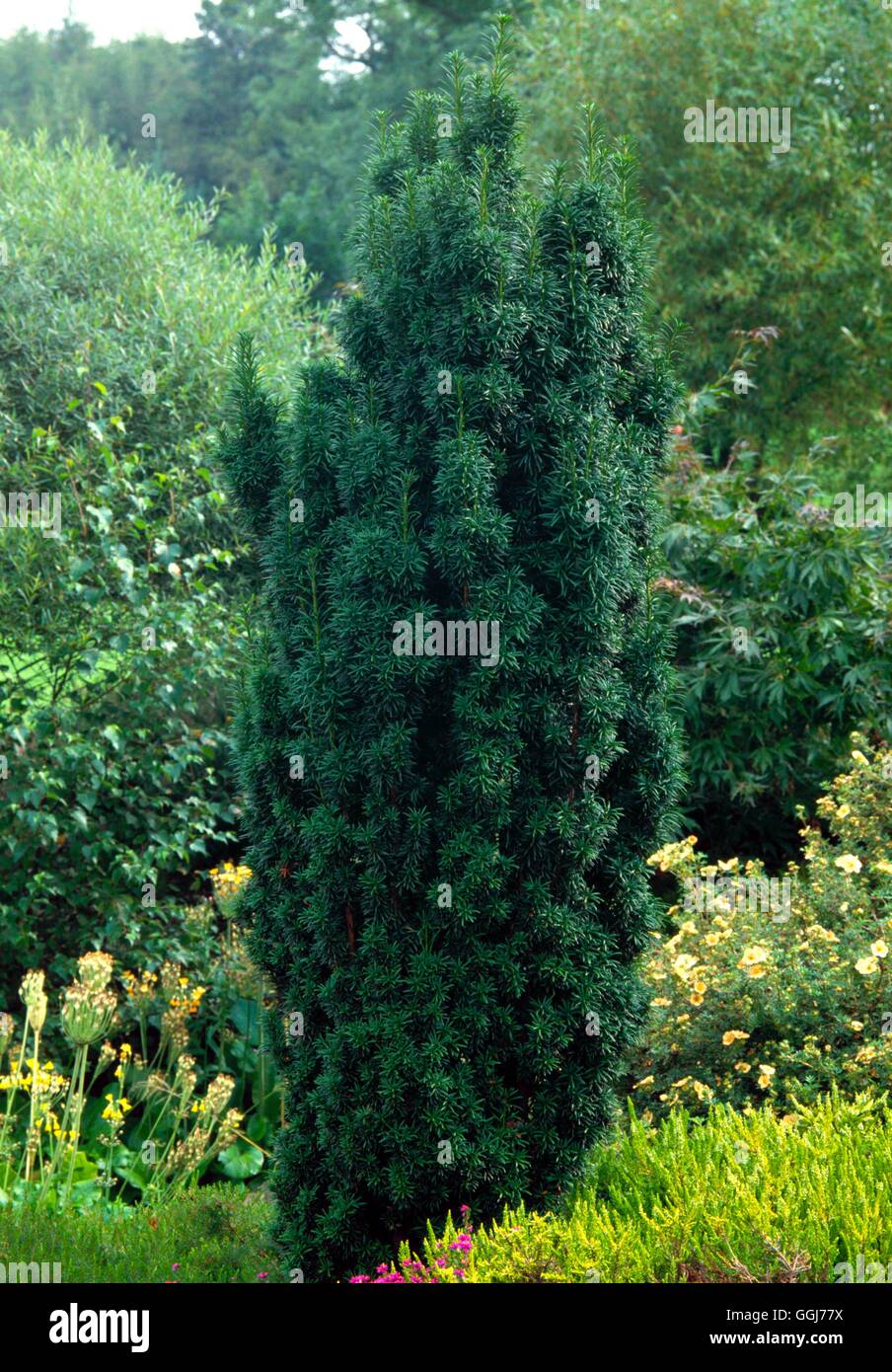 Taxus baccata - `Fastigiata' AGM CON042540 Stock Photo - Alamy