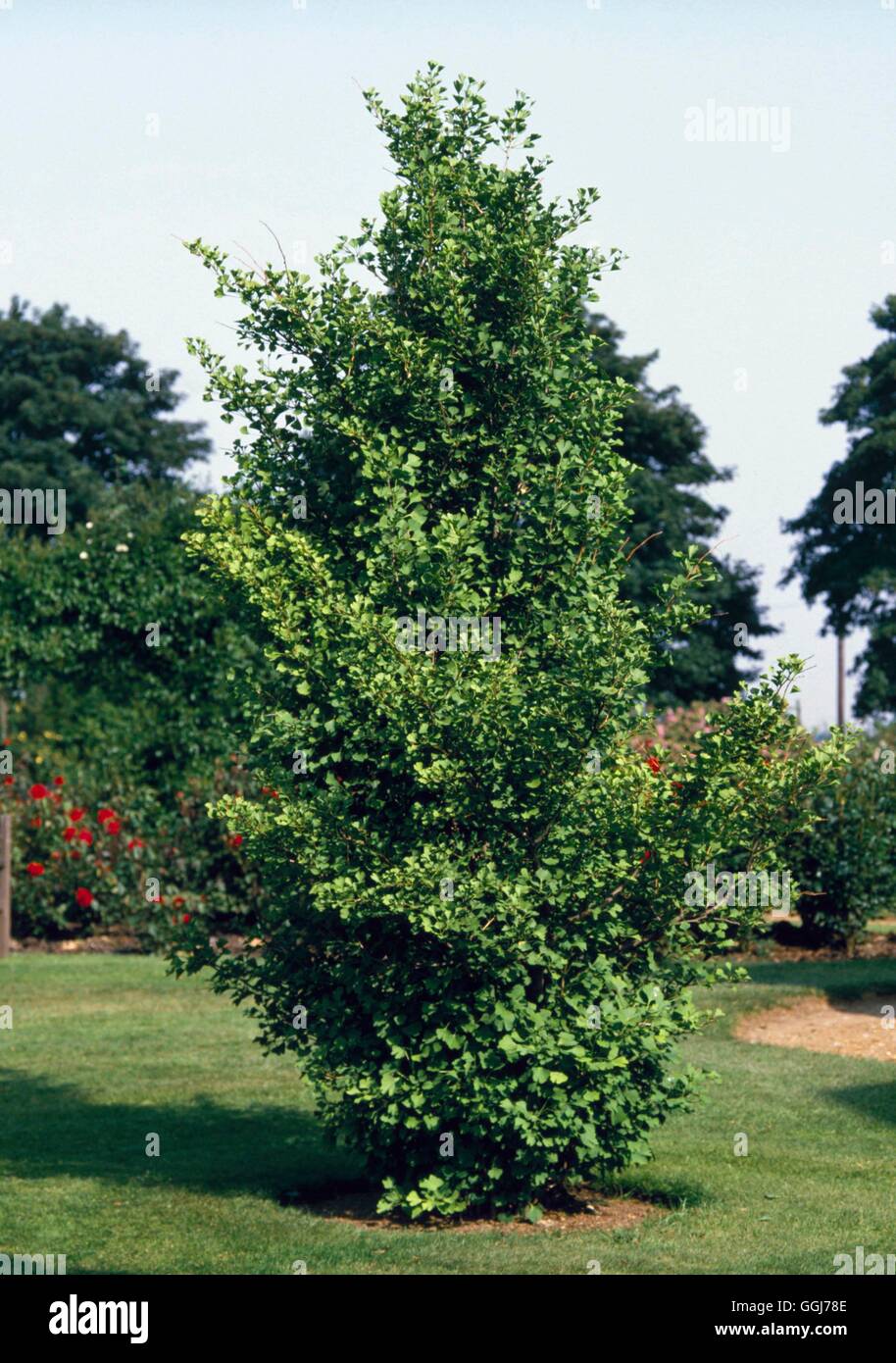 Ginkgo biloba - Maidenhair Tree CON045418 Stock Photo - Alamy