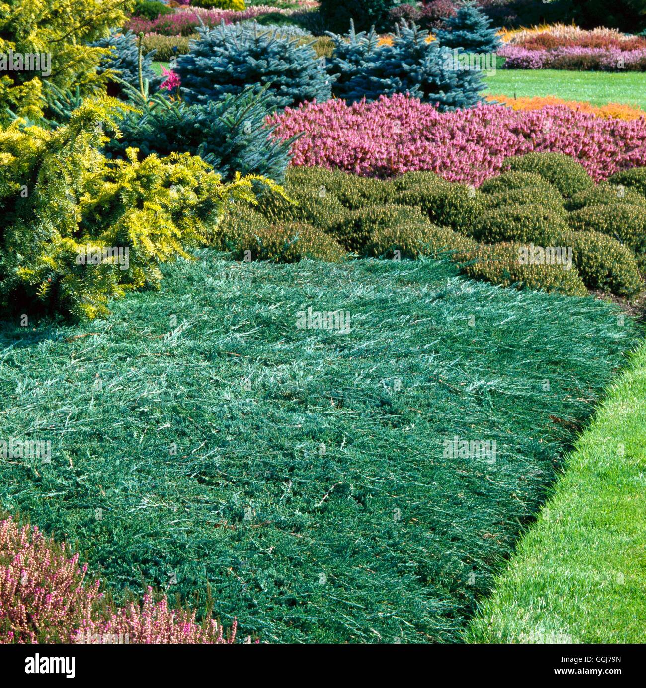 Juniperus Horizontalis Blue Rug