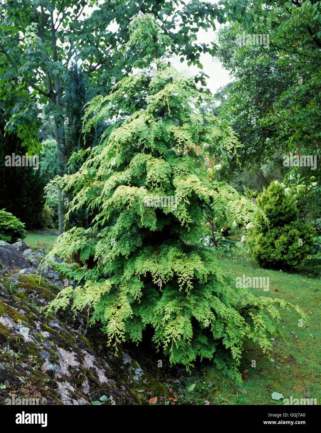 Chamaecyparis obtusa - `Crippsii' CON055630 Stock Photo - Alamy