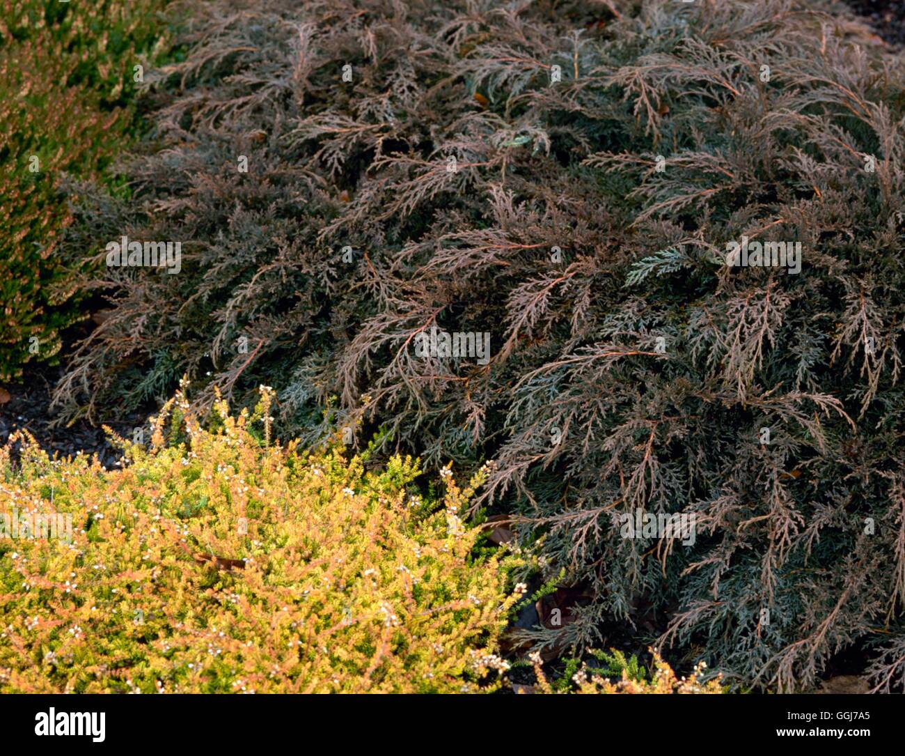 Microbiota decussata hi-res stock photography and images - Alamy