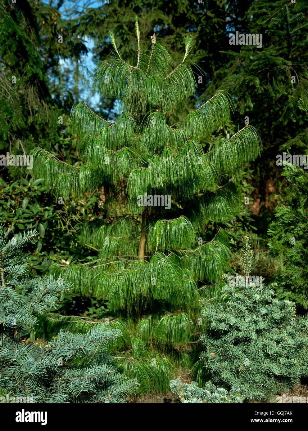 Pinus patula hi-res stock photography and images - Alamy
