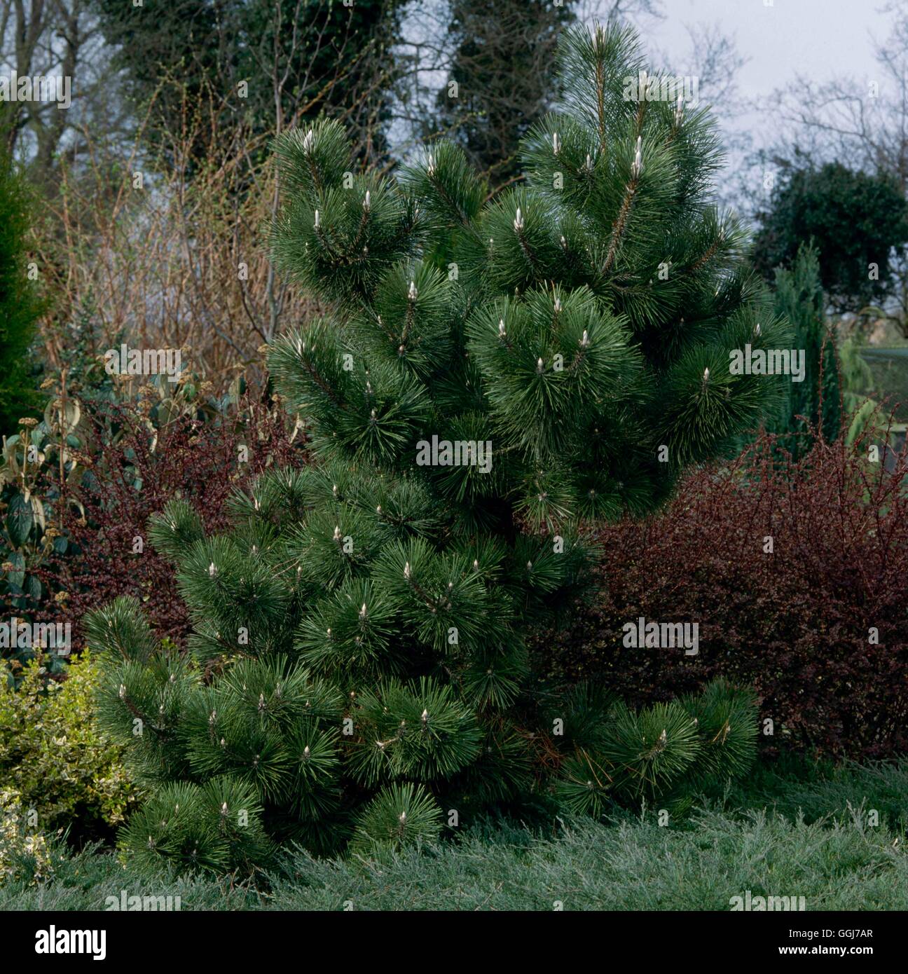 Pinus thunbergii - 'Compacta'- - (Syn P.t. 'Globosa') CON055948 ...