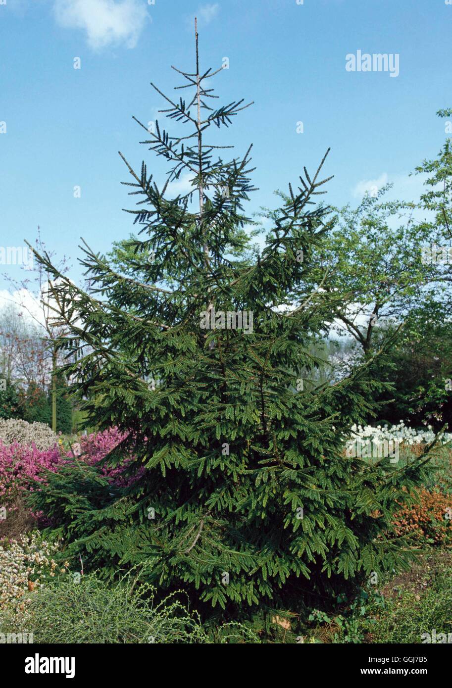 Picea tree hi-res stock photography and images - Alamy