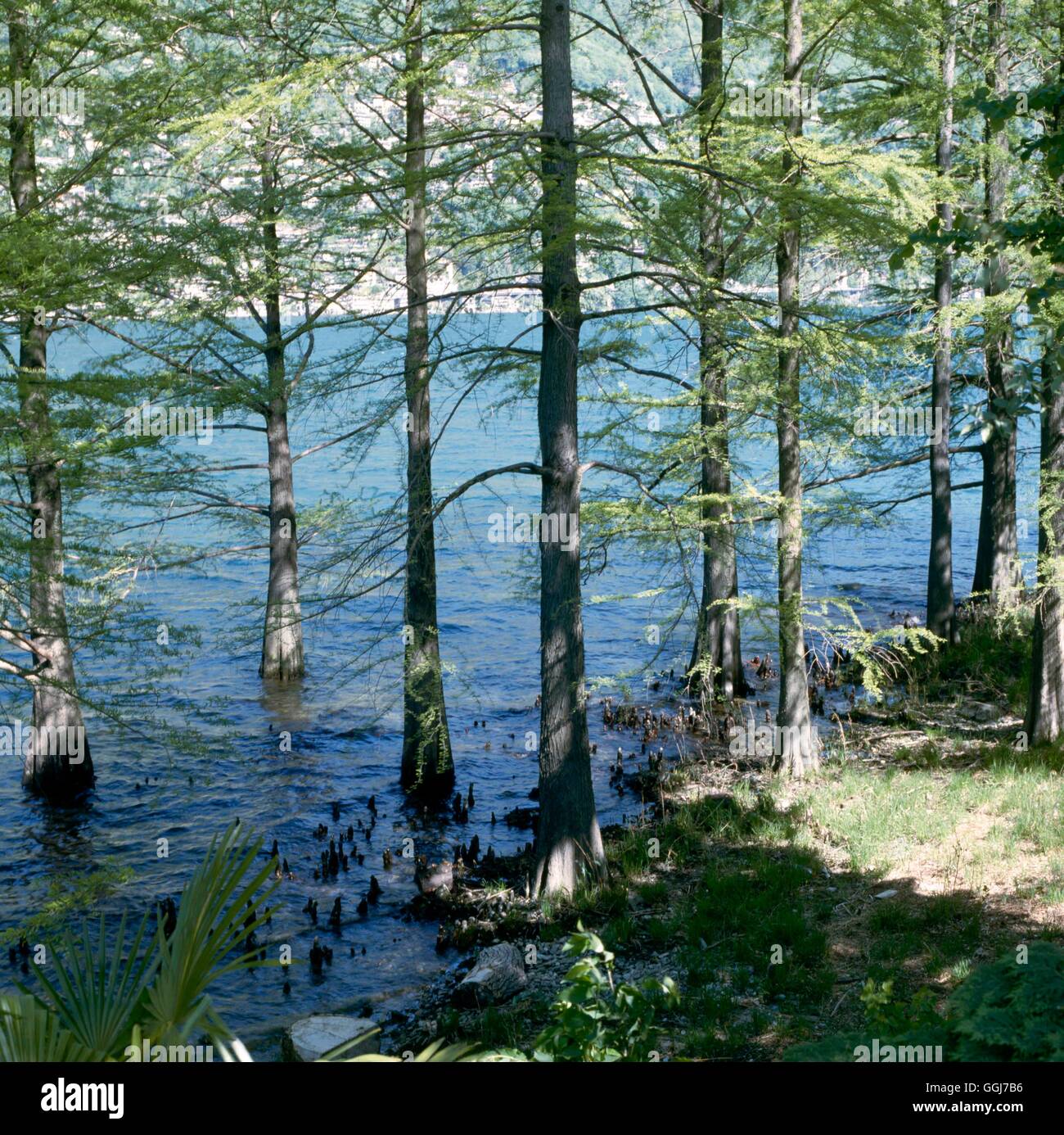 Rhizomorphs or fungal roots hi-res stock photography and images - Alamy