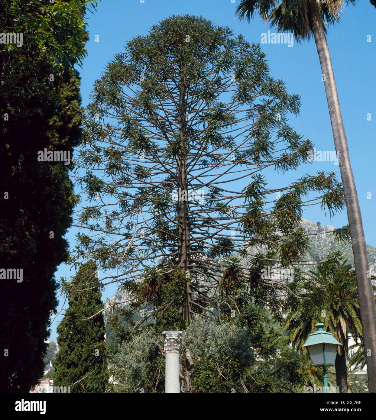 Araucaria bidwillii hi-res stock photography and images - Alamy