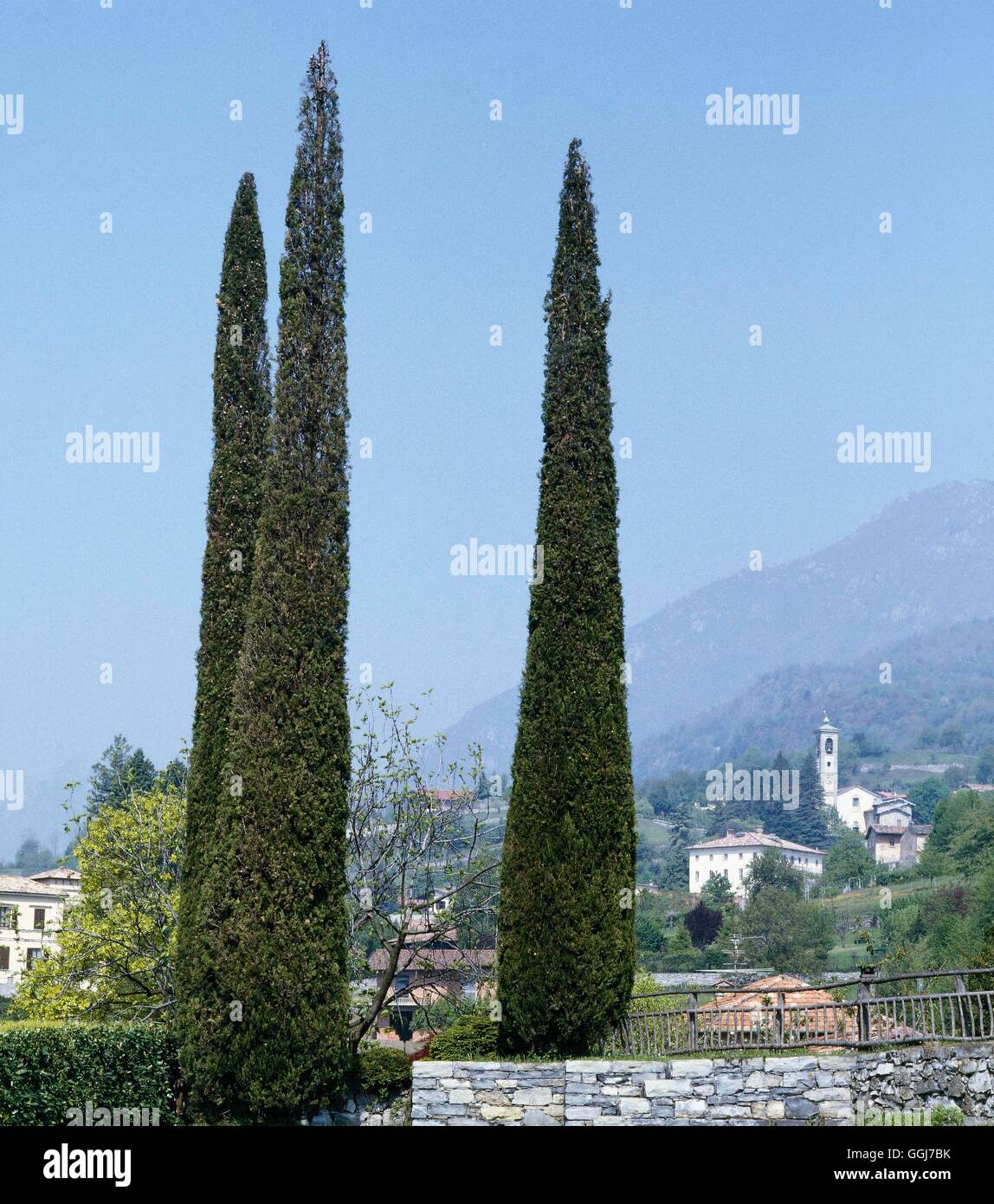 Cupressus sempervirens - Italian Cypress CON060019 Stock Photo - Alamy