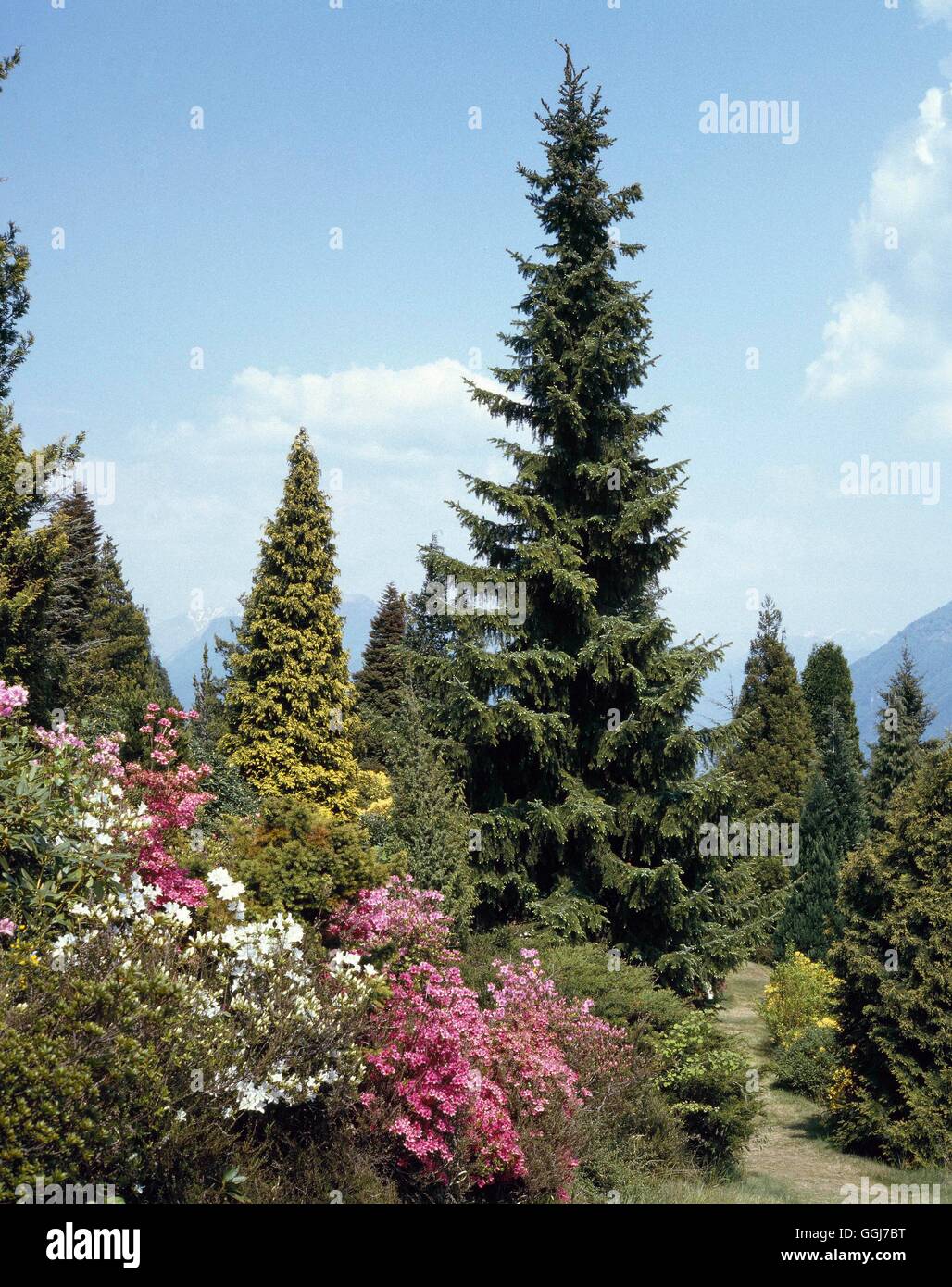 Picea omorika AGM - Serbian Spruce CON059943 Stock Photo - Alamy