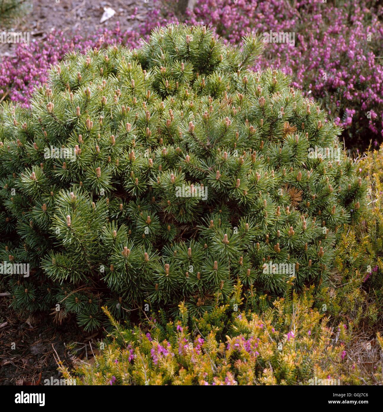 Pinus mugo - `Mini Mops' CON073292 Stock Photo - Alamy