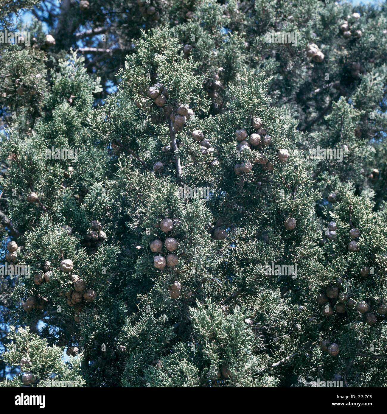 Cupressus sempervirens - Italian Cypress CON083360 Stock Photo - Alamy