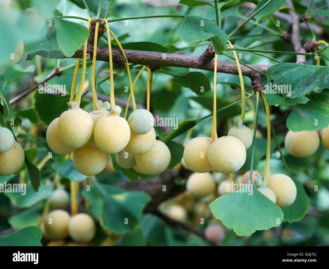 Ginkgo biloba AGM - showing fruits - female CON092794 Stock Photo - Alamy