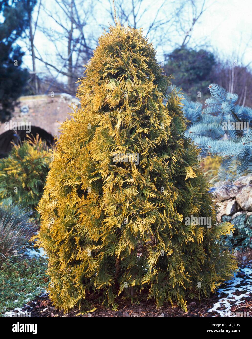 Thuja occidentalis - `Europa Gold' CON107287 Stock Photo - Alamy