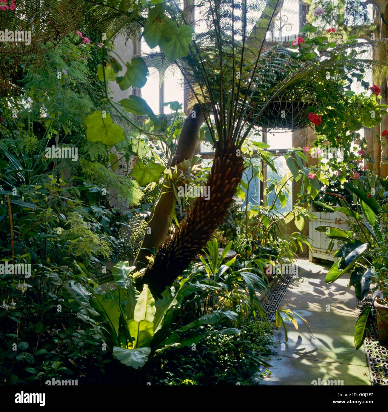 Indoor ferns hi-res stock photography and images - Alamy