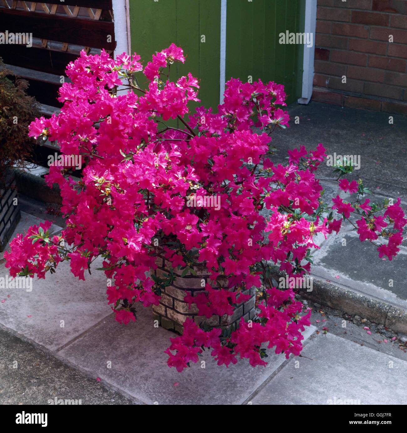 Azalea in container hi-res stock photography and images - Alamy