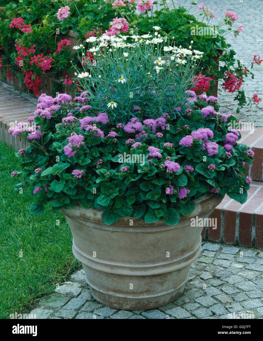 Container - Annuals - planted with Ageratum and Argyranthemum ...