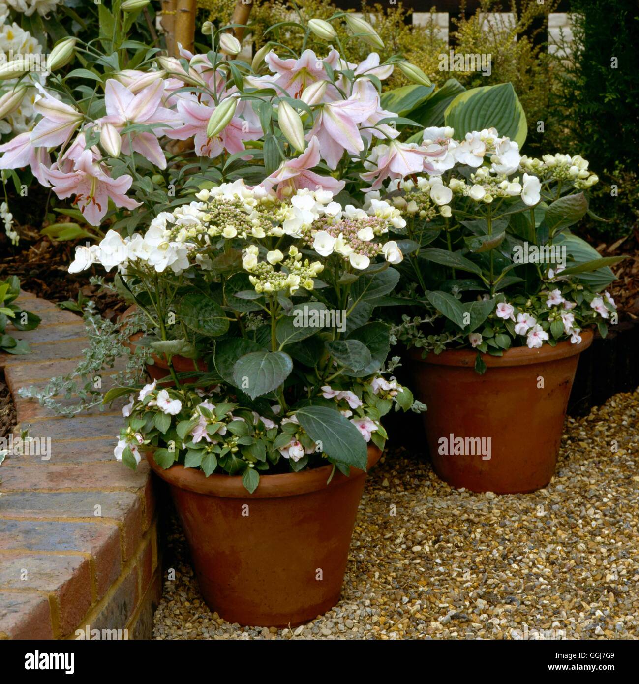 Containers - Hydrangea - underplanted with Impatiens with Lilies in ...