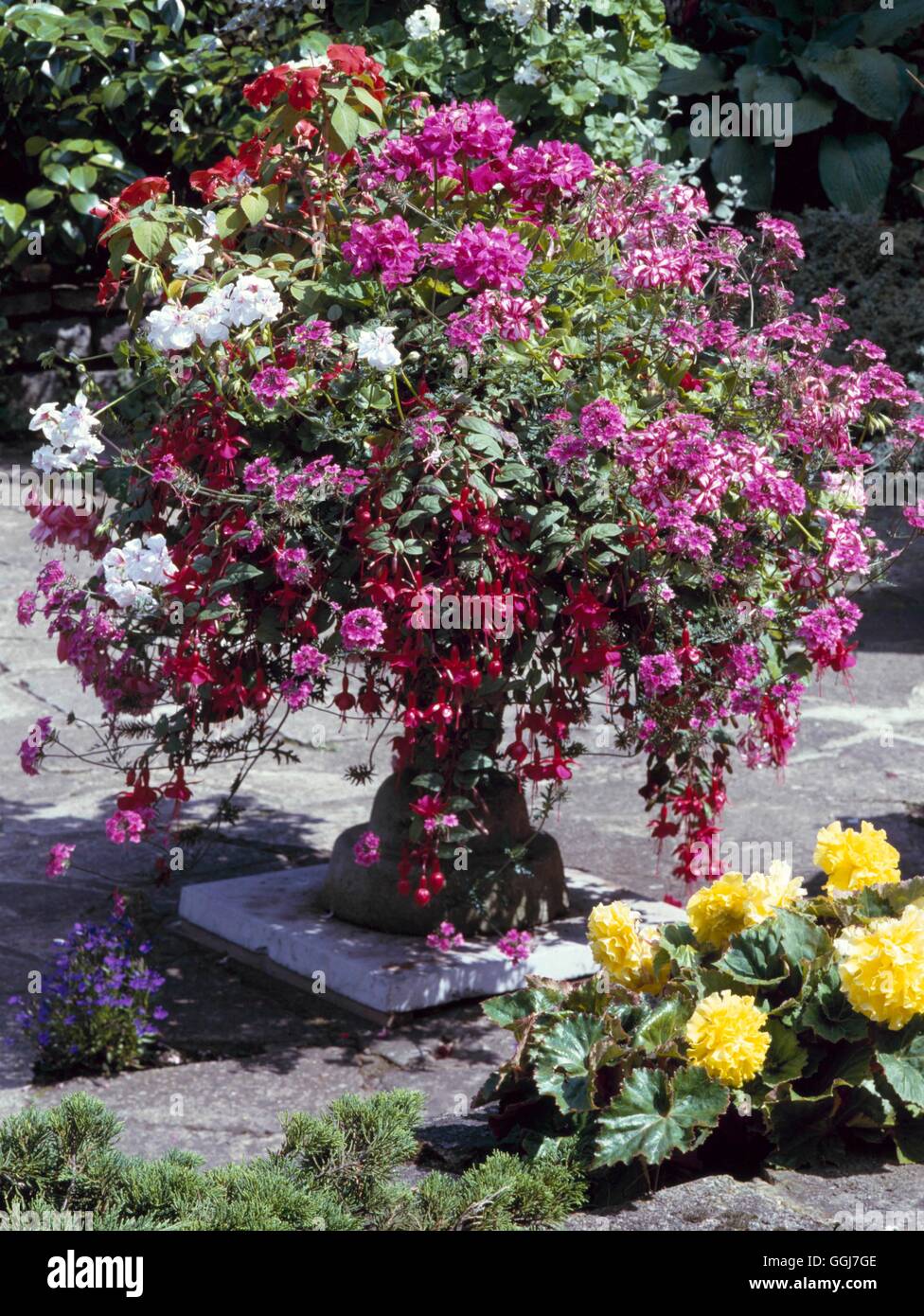 Verbena Container High Resolution Stock Photography and Images - Alamy