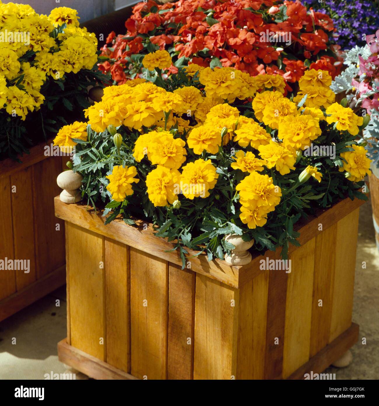 Container - Annuals - planted with French Marigold `Aurora Gold ...