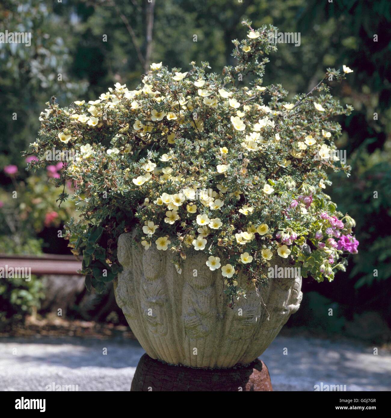 Container - Shrubs - planted with Potentilla fruticosa cv CTR015320 ...