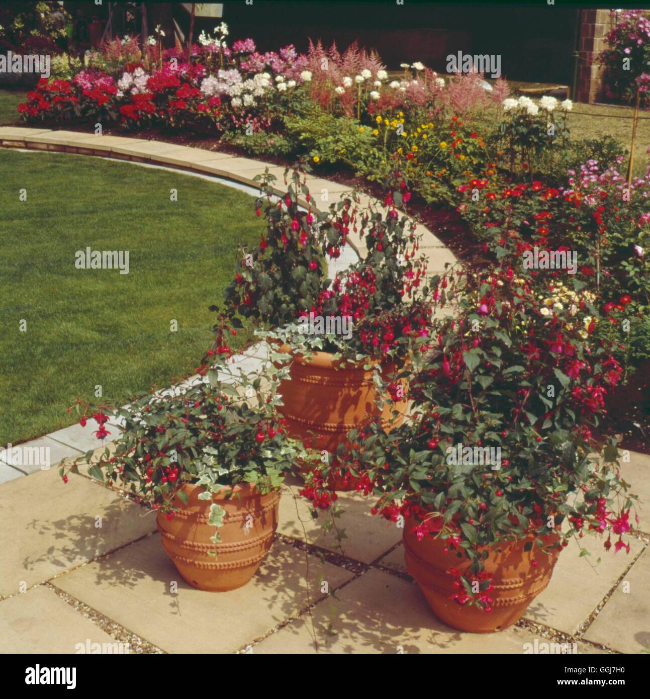 Fuchsias in pots hi-res stock photography and images - Alamy