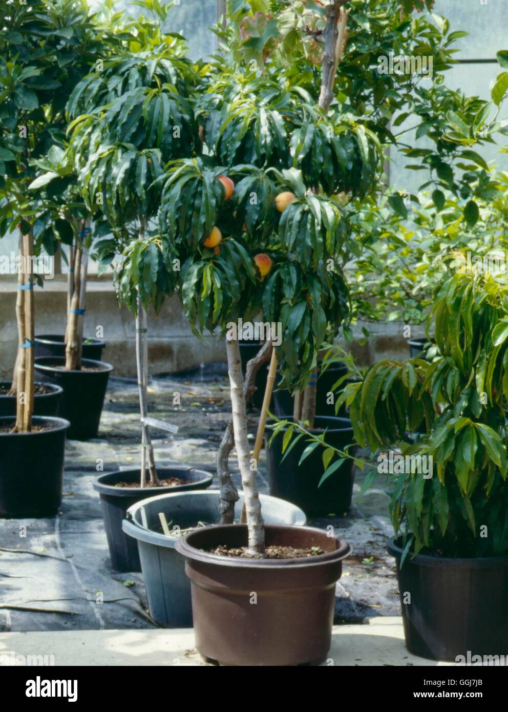 Container - Fruit - planted with standard Peach tree `Bonanza ...